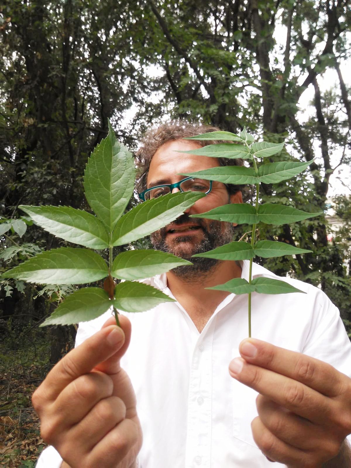 Discovering Wild Plants: Forage for Edible Wild Plants on a Botanical ...