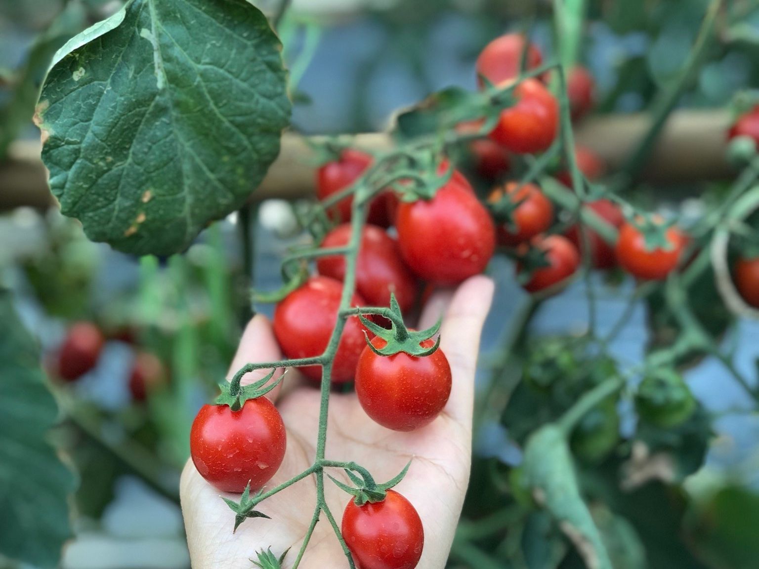 Baan Farm Thai Cooking School: Cooking with Fresh Ingredients at ...