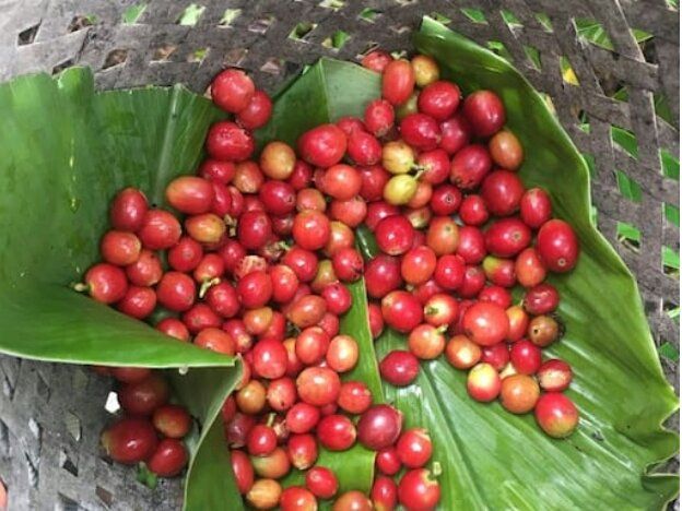 Journey of Bali Coffee: Balinese Coffee Brewing and Farm Tour with ...