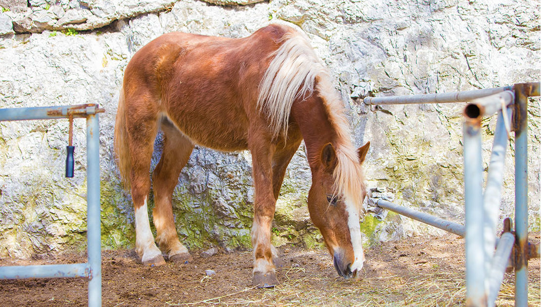 Lemon Grove Tour: Making Limoncello and Food Tasting on the Amalfi Coast