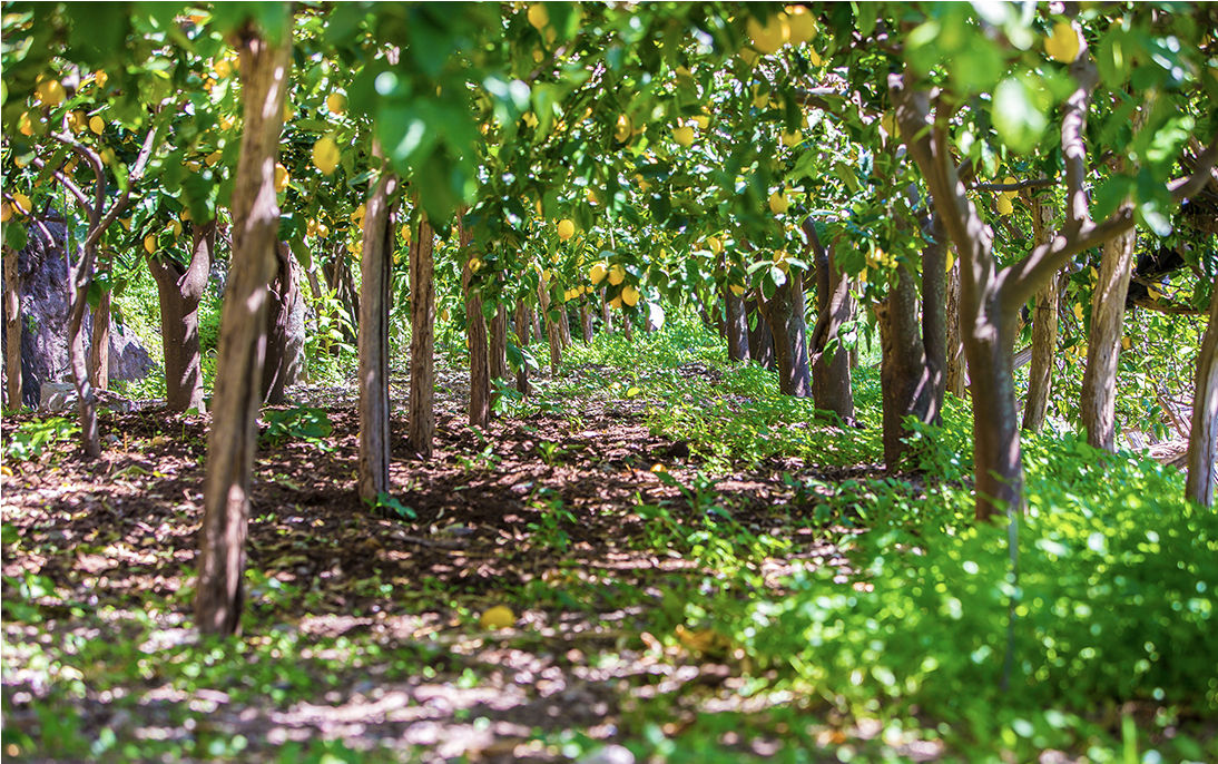 Lemon Grove Tour & Pasta Making Class on the Amalfi Coast