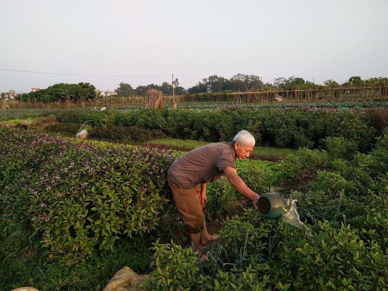 Farm Tour and Cooking with a Local Family in Hanoi - Book Online - Cookly