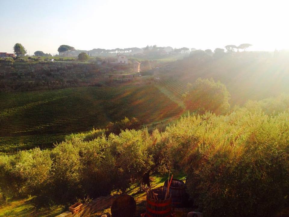 Roman Countryside Wine Tour with Lunch