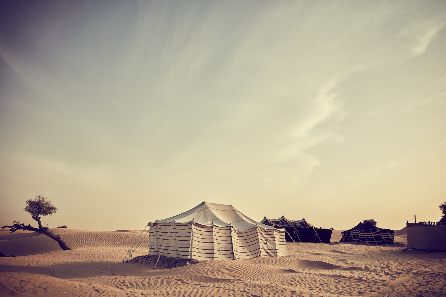 Yousuf Baker Horse & Camel hiring: Traditional Bedouin Evening, Camel ...