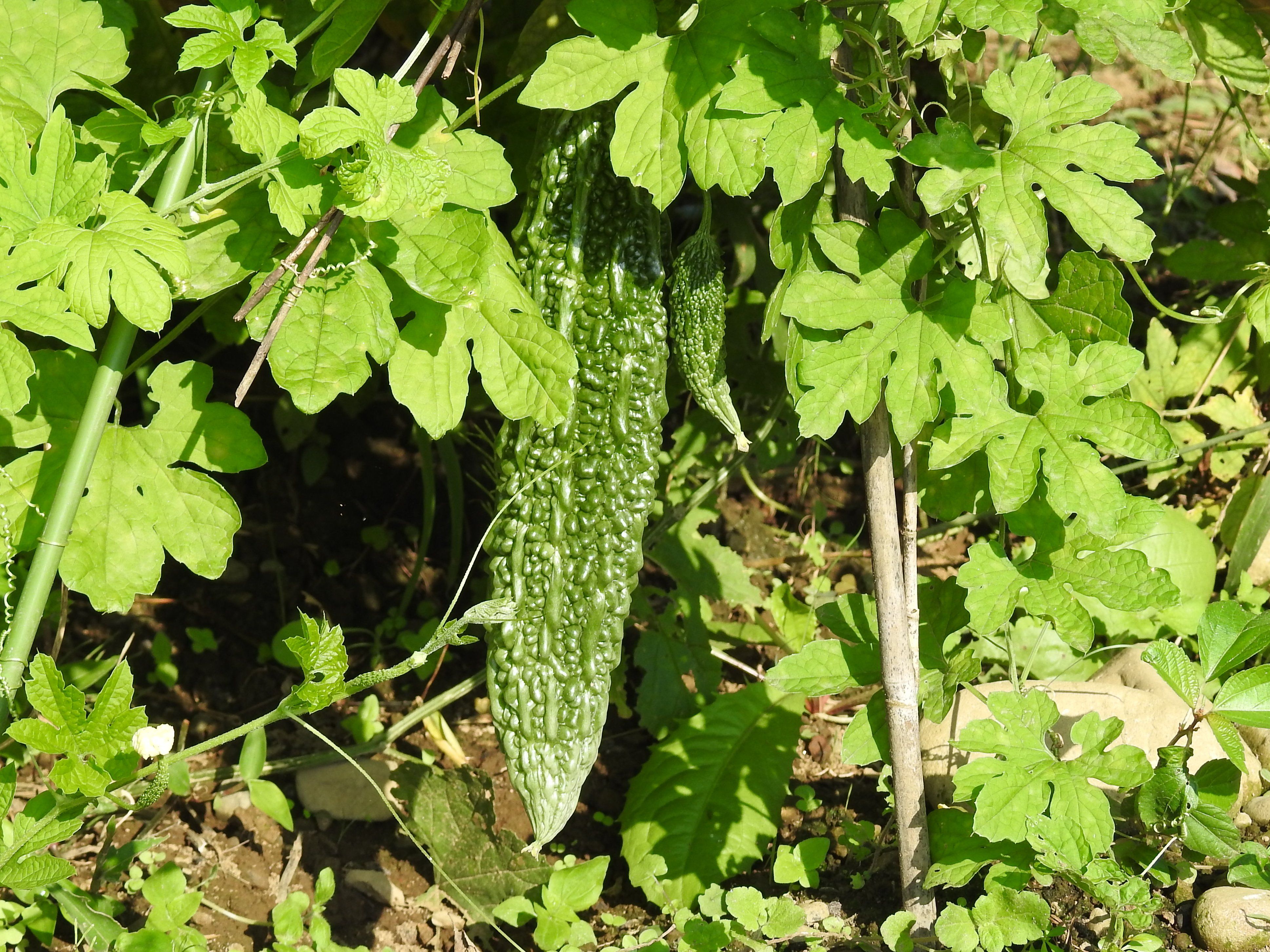 Wasabi Farm & Nature Tour in the Mountains of Okutama - Book Online ...