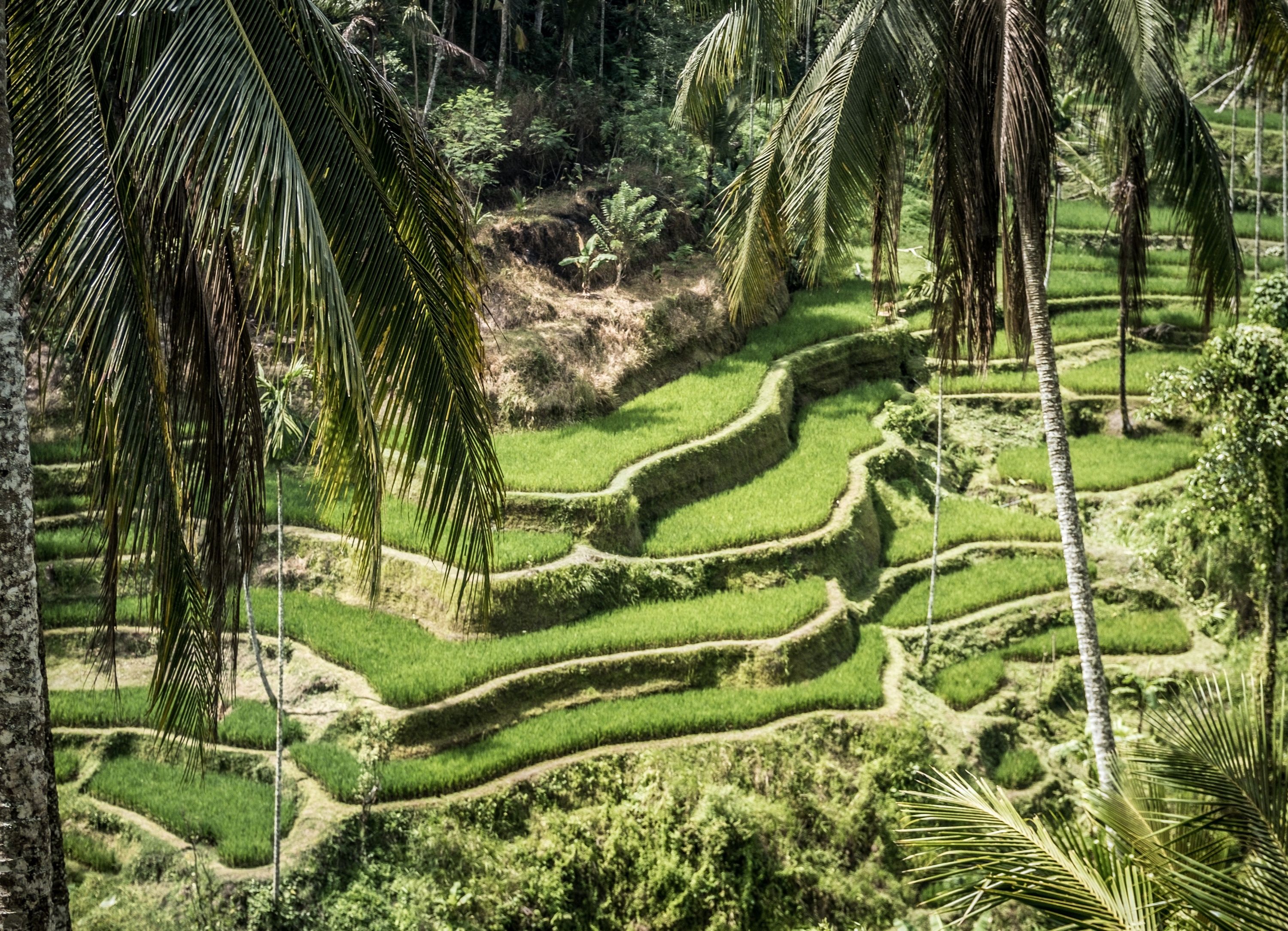 Best Cooking Classes with Rice Field Paddy Tour in Bali - Book Online ...